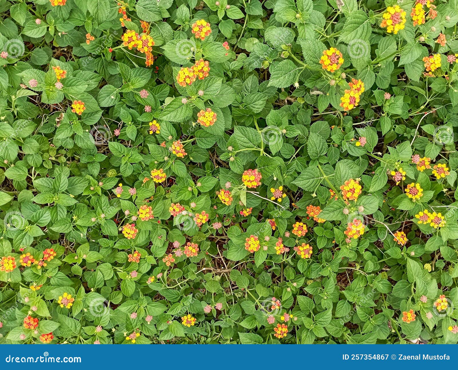 Lantana Camara (Tembelekan) Flowers Family from Verbenaceae, Orange ... Lantana Camara (Tembelekan) Flowers Family from Verbenaceae, Orange ...