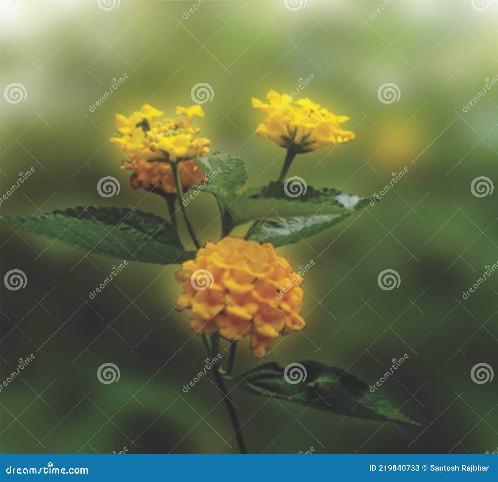 Lantana Flowers on Blurred Nature Background, Banner Stock Vector ... Lantana Flowers on Blurred Nature Background, Banner Stock Vector ...