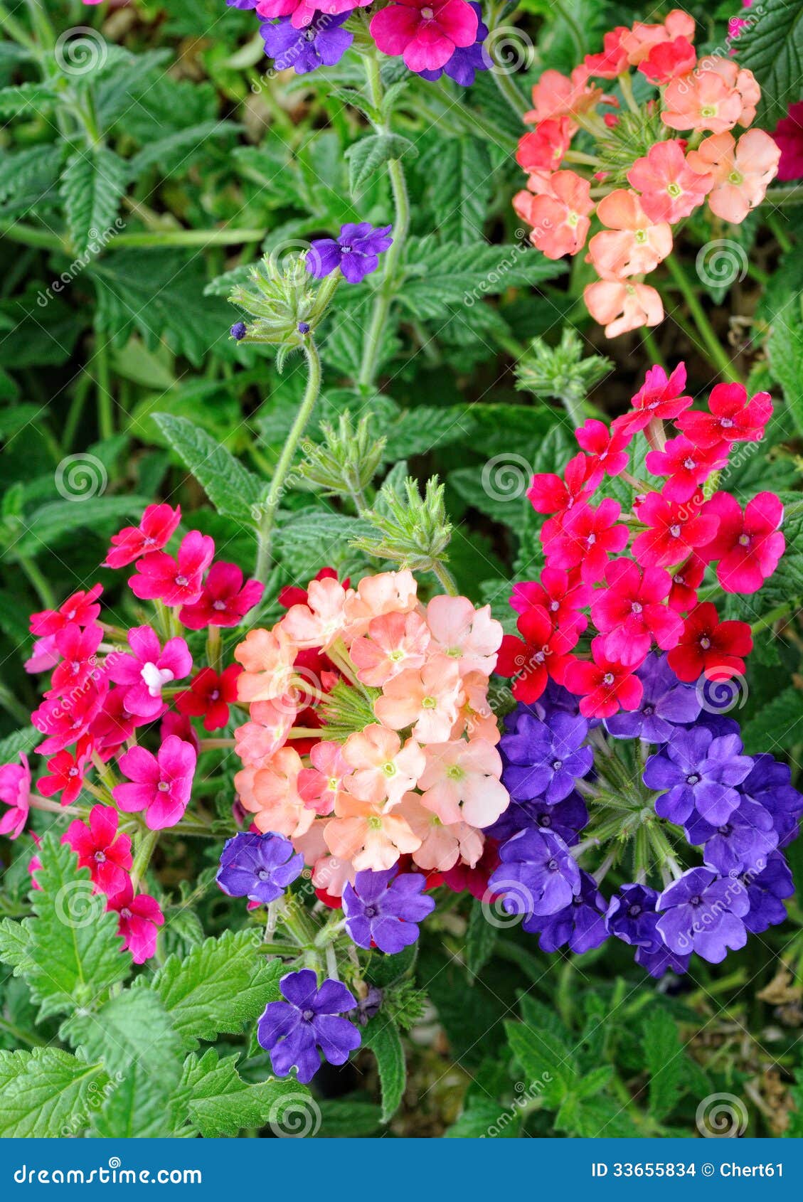 Lantana stock photo. Image of botanical, garden, green - 33655834