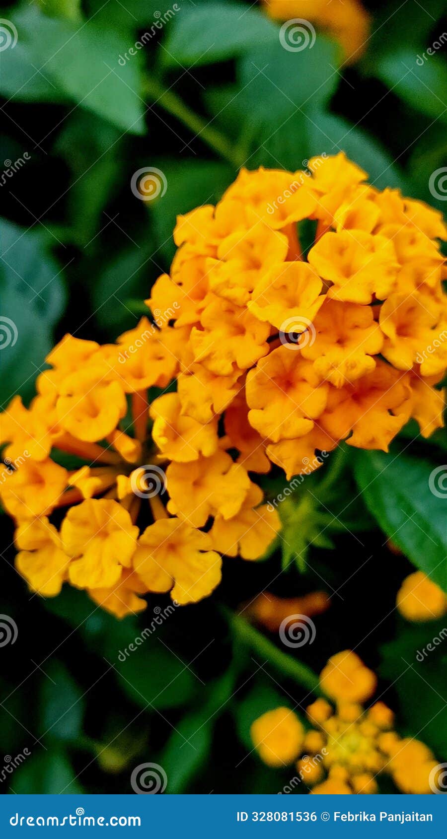Lantana Plants With Yellow Color Flowers. Royalty-Free Stock ... Lantana Plants With Yellow Color Flowers. Royalty-Free Stock ...