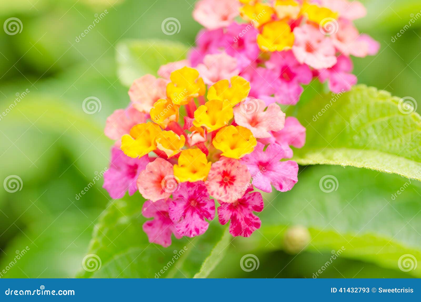 Lantana, Salvia Selvatica, Panno Di Oro Immagine Stock - Immagine di ...