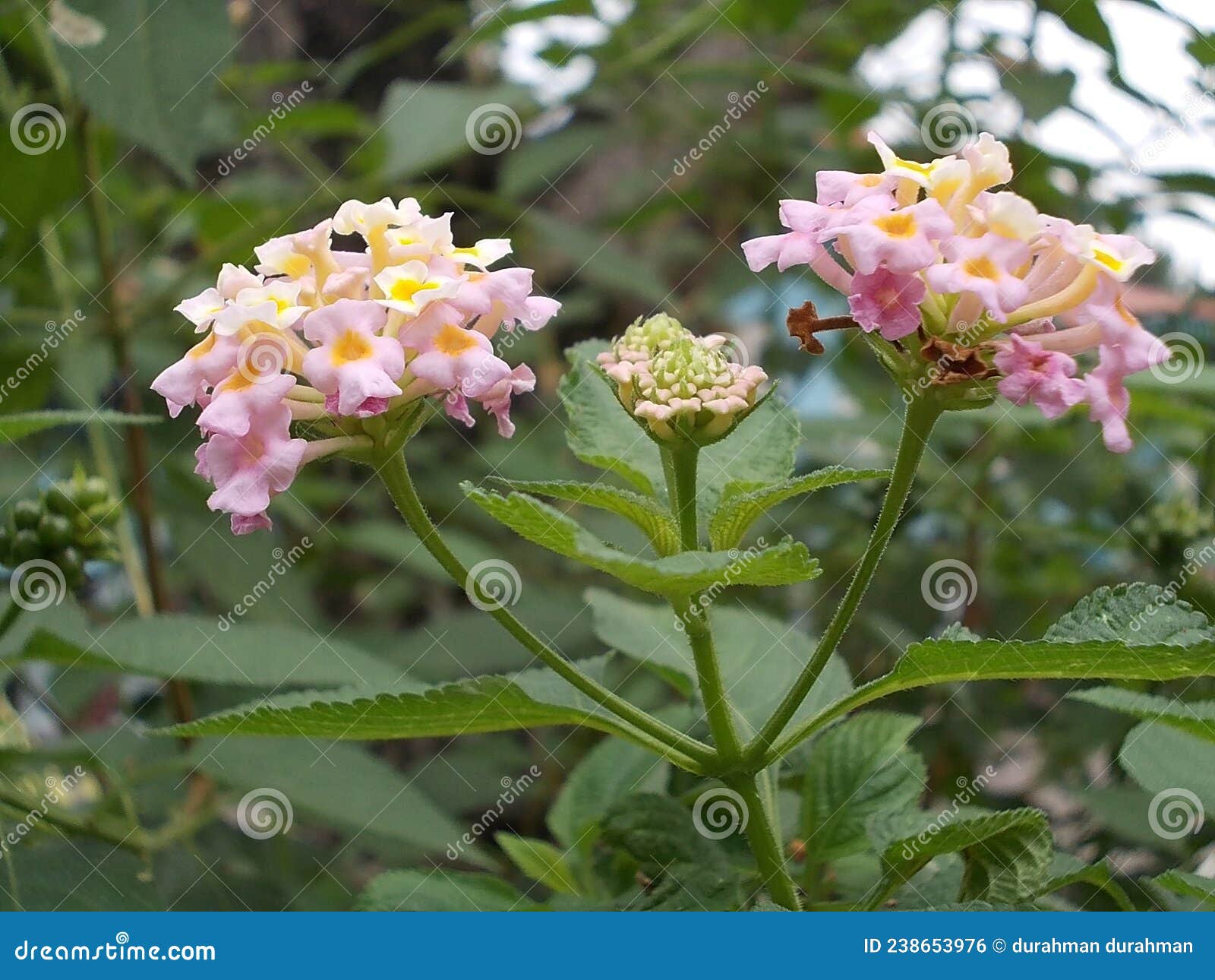 Lantana Tree with Pink Color Flowers Stock Photo - Image of meadow ...