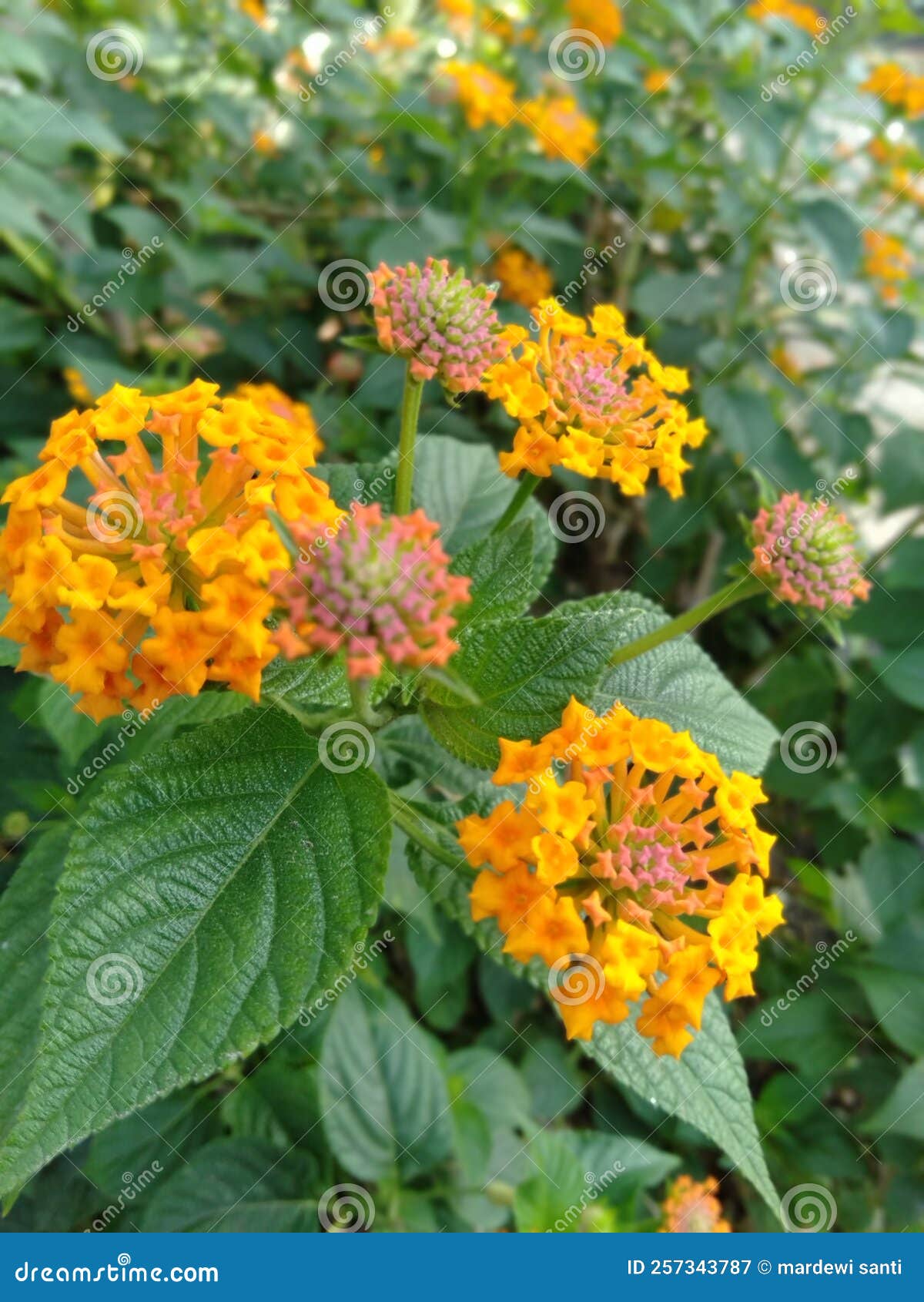 Lantana Urticoides, Also Known As Texas Lantana Stock Image - Image of ...