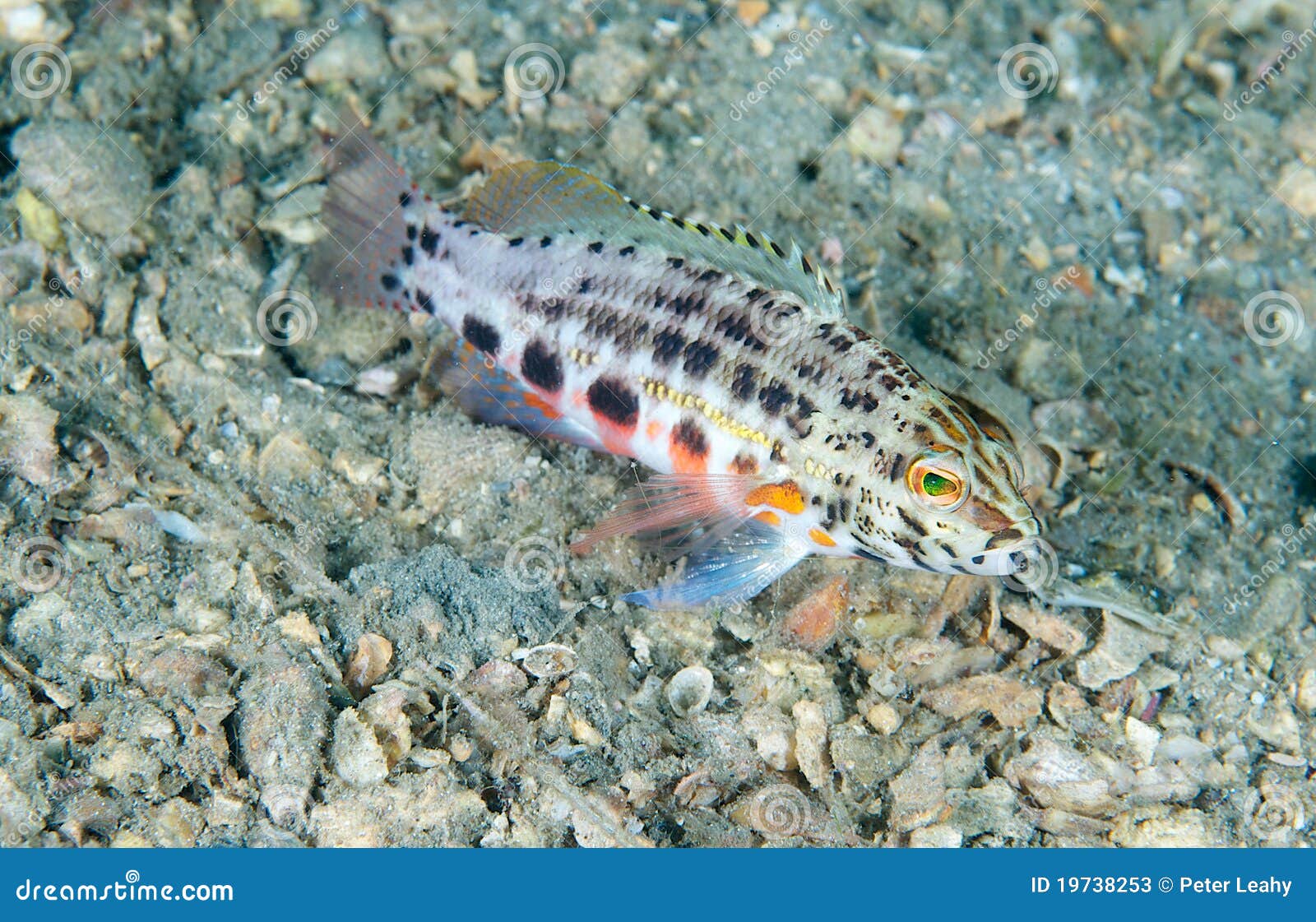 Lantern Bass stock image. Image of pacific, saltwater - 19738253