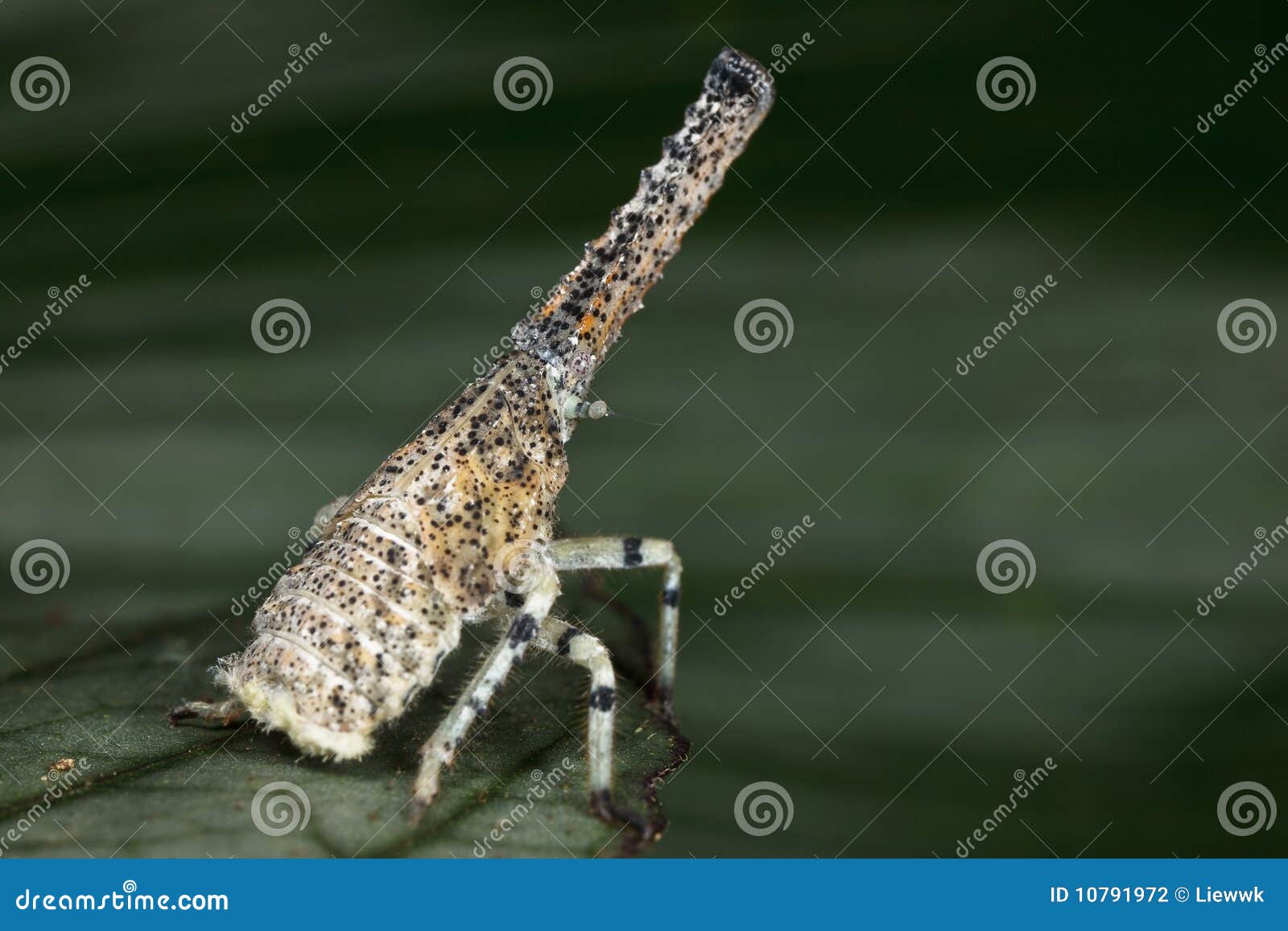 Lantern bug back stock photo. Image of close, plant, wilderness - 10791972