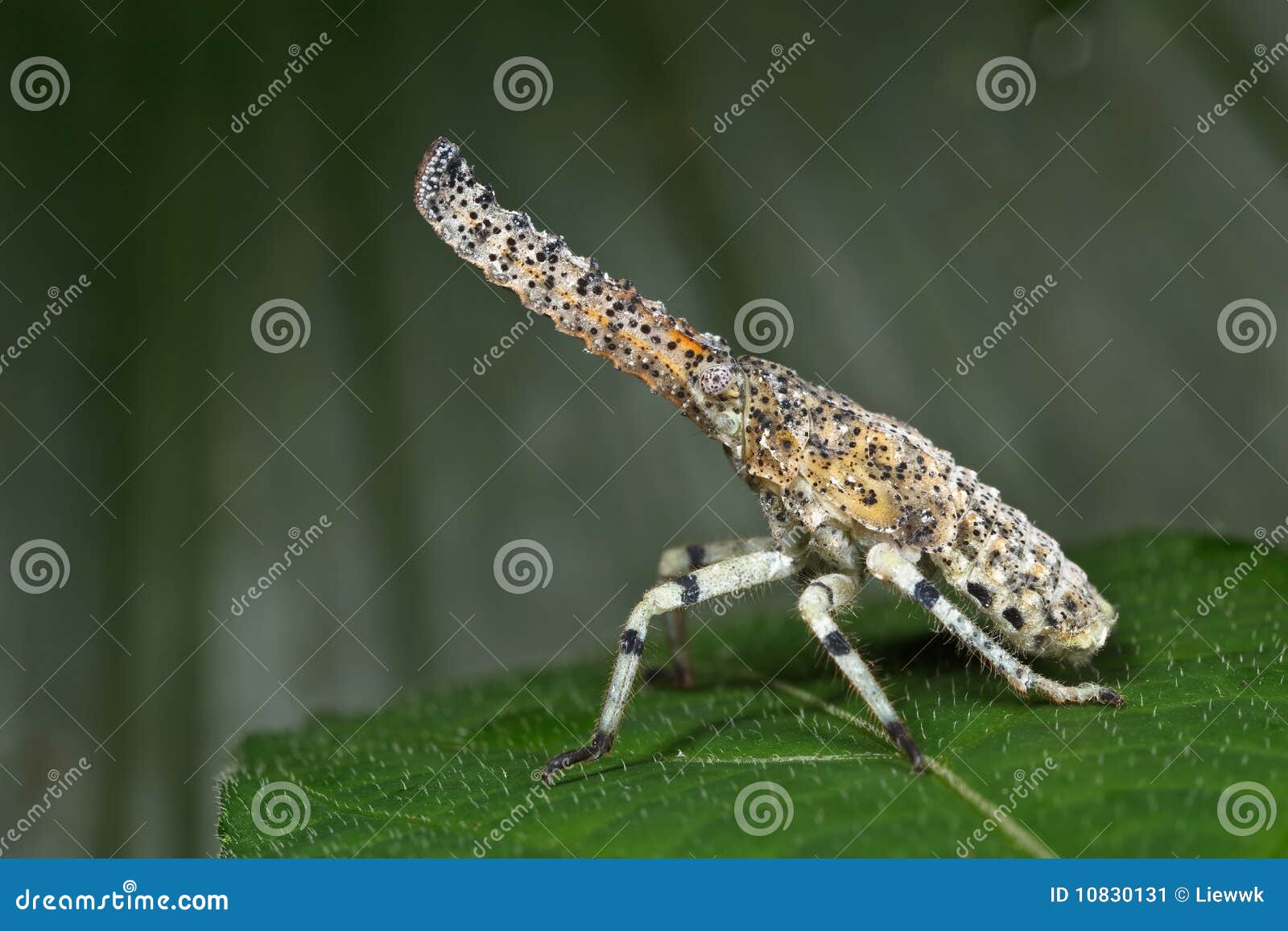 Lantern bug back stock image. Image of grey, wing, green - 10830131