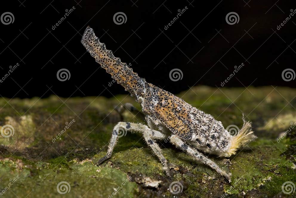 A Lantern Bug/fulgoridae Nymph on a Tree Trunk Stock Photo - Image of ...