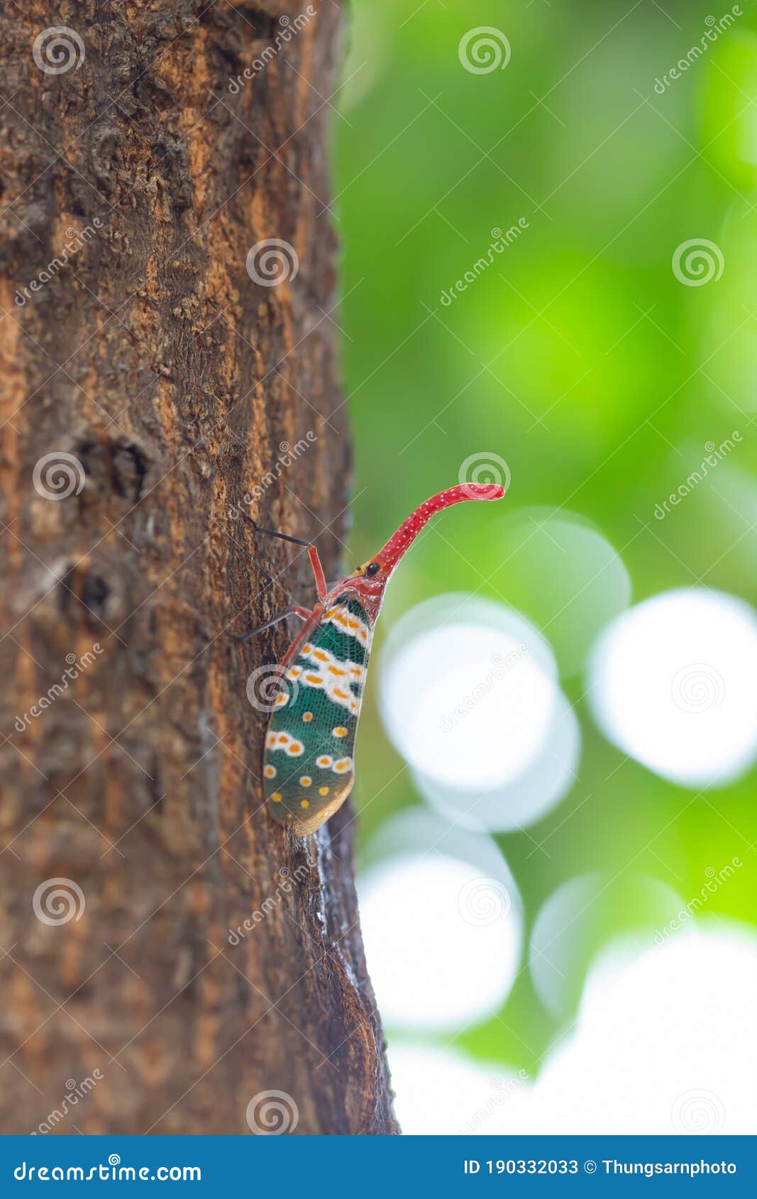 Lantern Bug, Lanternfly or Fulgorid Bug or Planthopper, Blue ...