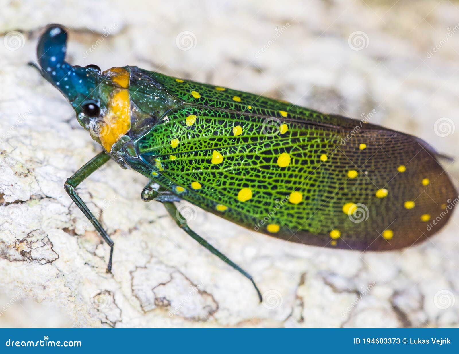 Lantern Bug Pyrops Sidereus on the Tree Bark. Borneo Stock Image ...