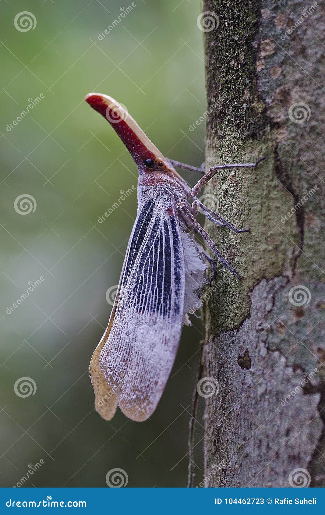 Close Up Lantern Bugs on Tree Stock Image - Image of creature ...
