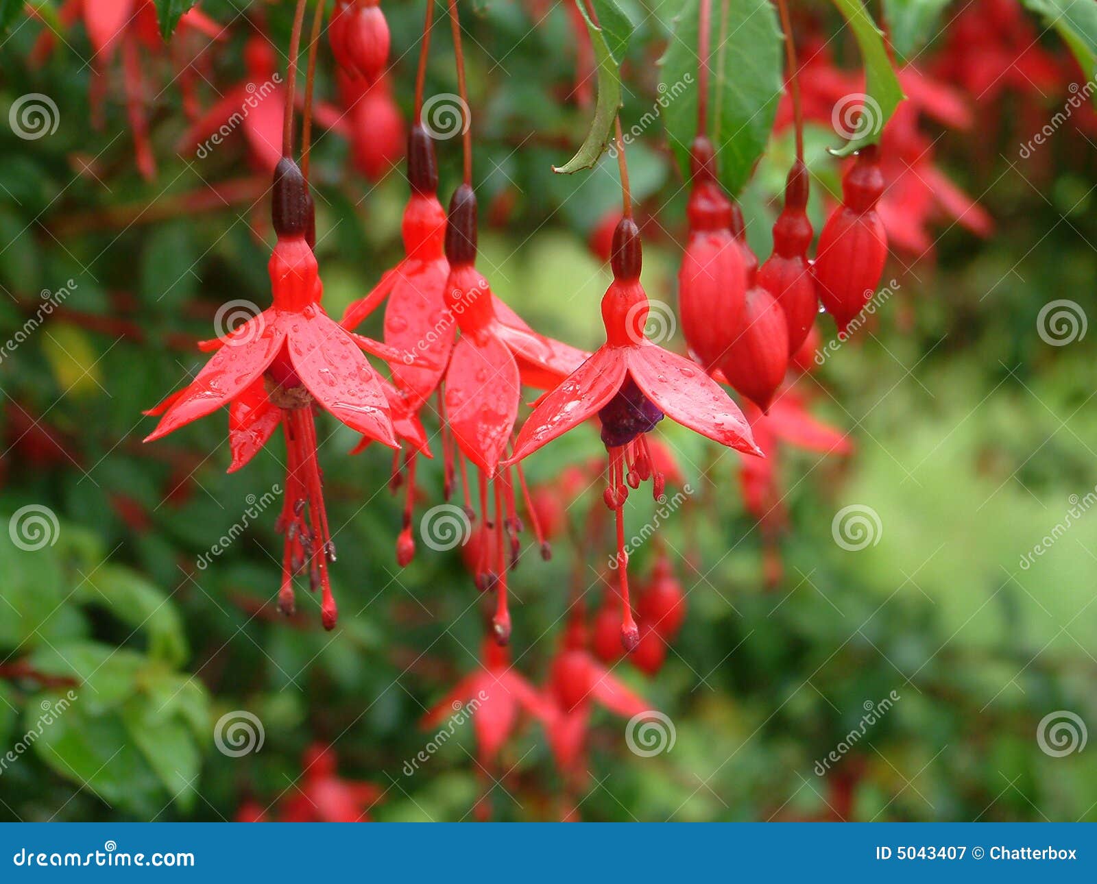 Lantern Flower stock image. Image of green, lantern, flower - 5043407