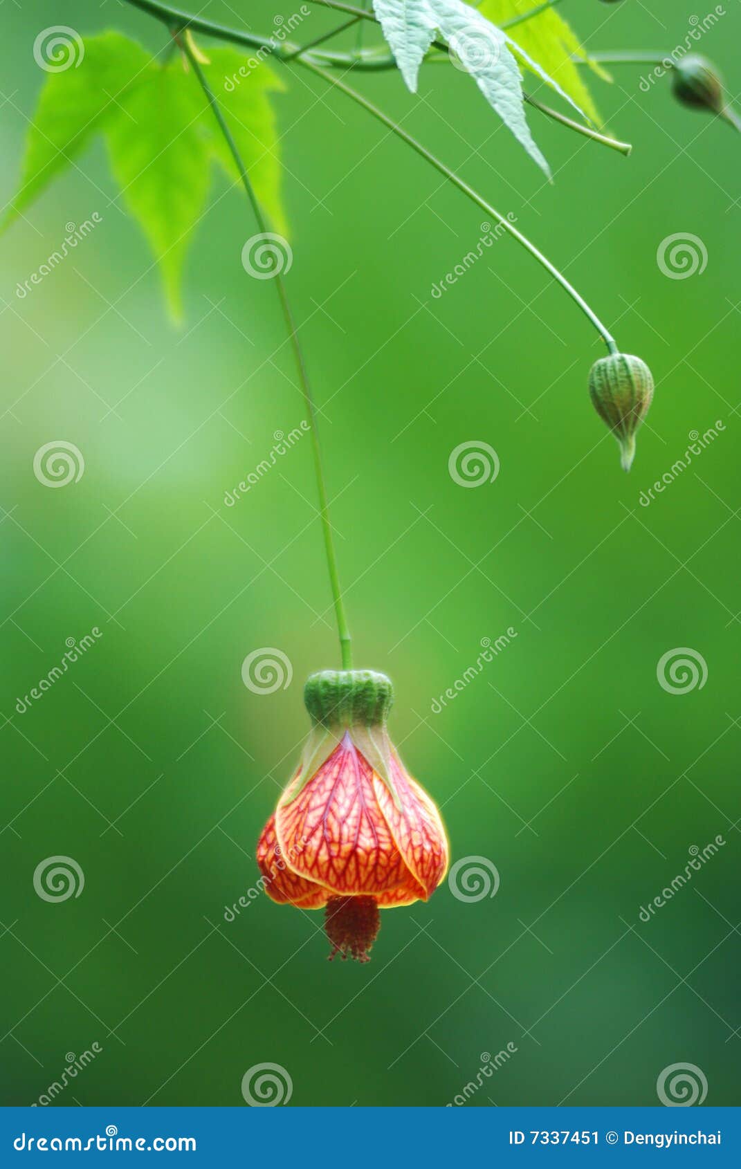 The lantern flower stock image. Image of serenity, peaceful - 7337451