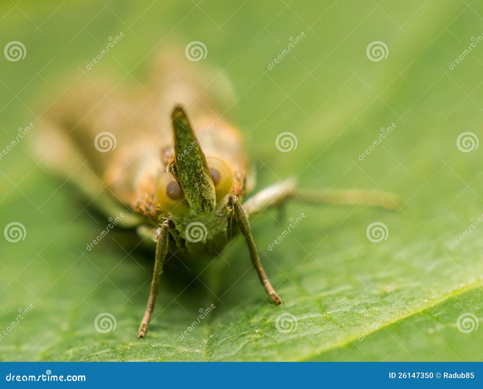 Lantern Fly stock photo. Image of close, botany, eyes - 26147350