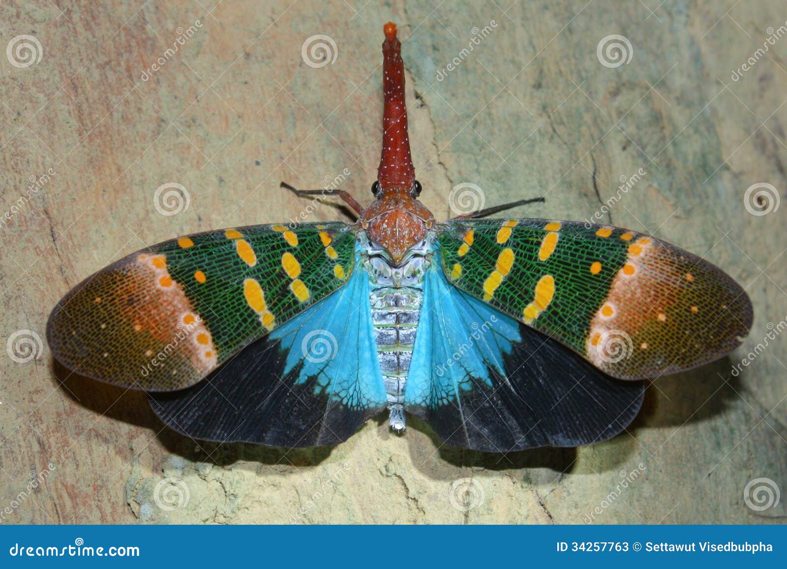 Lantern fly stock image. Image of science, multi, lychee - 34257763