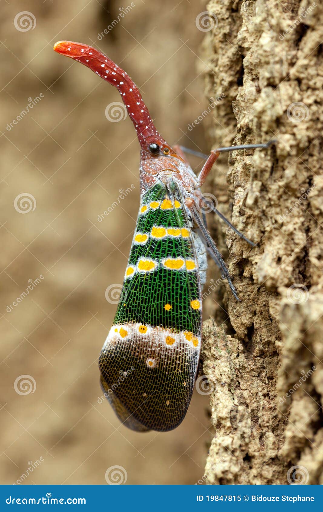 Lantern fly fulgora stock image. Image of insect, cicada - 19847815