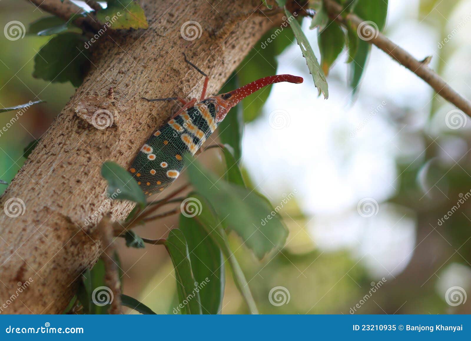 Lantern Fly, the Insect on the Tree Stock Image - Image of candelaria ...