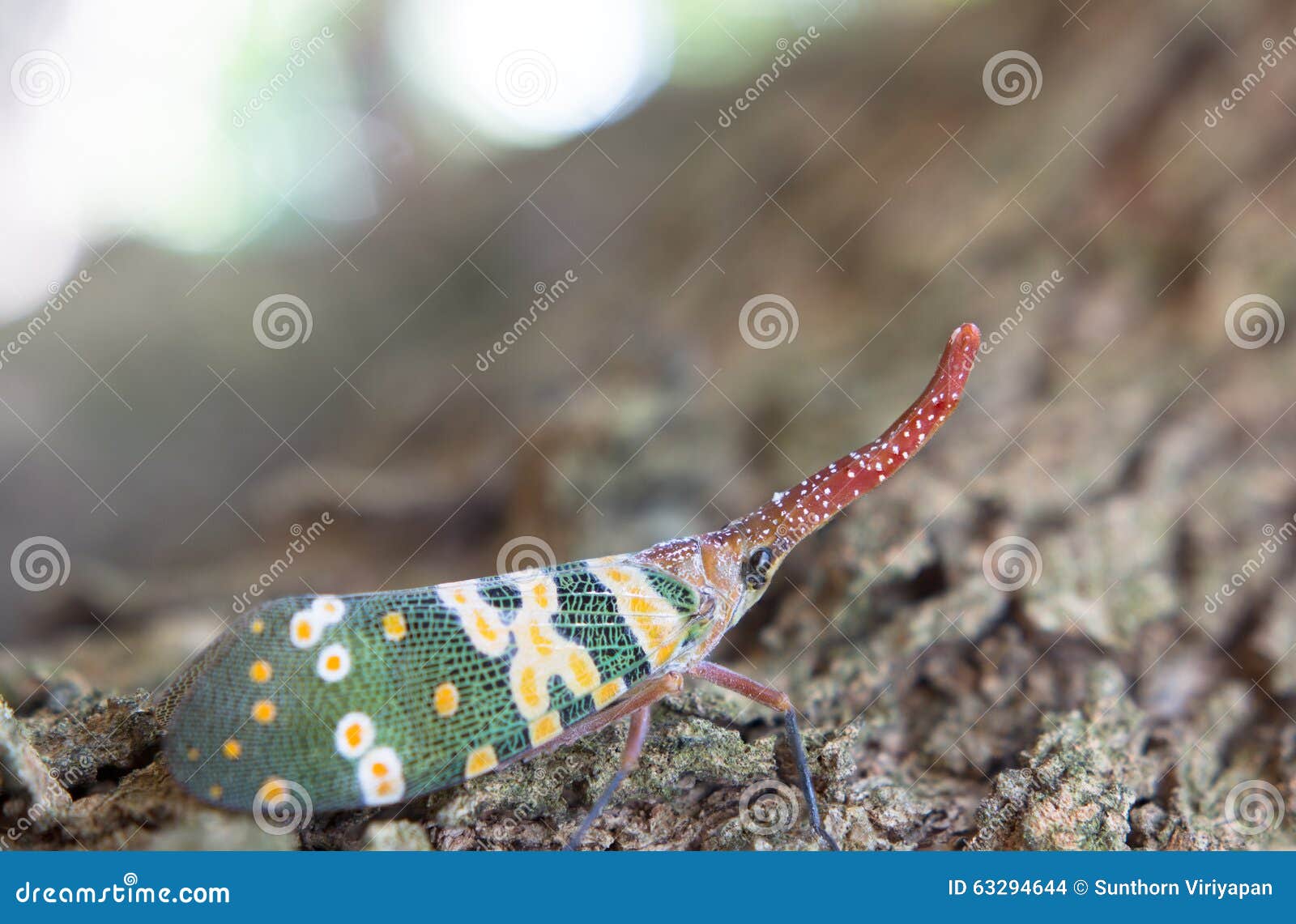 Lantern Fly Lantern Bug, Pyrops Sultana Stock Photo - Image of strange ...