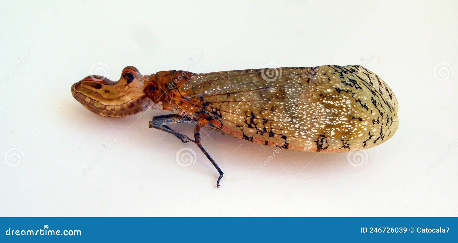 Lantern Fly, Peanut Bug, Alligator Bug Fulgora Laternaria from Peru ...