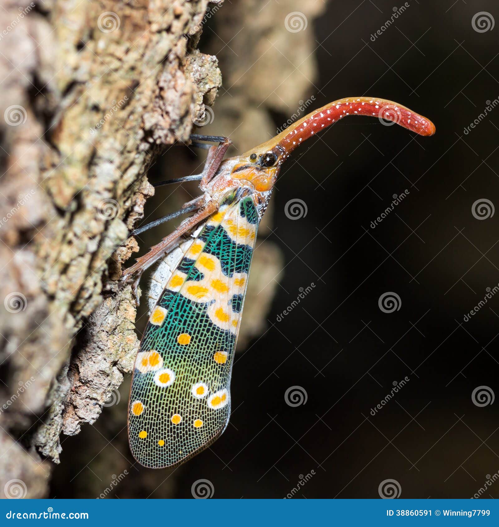 Lantern Fly stock image. Image of lanternaria, beautiful - 38860591