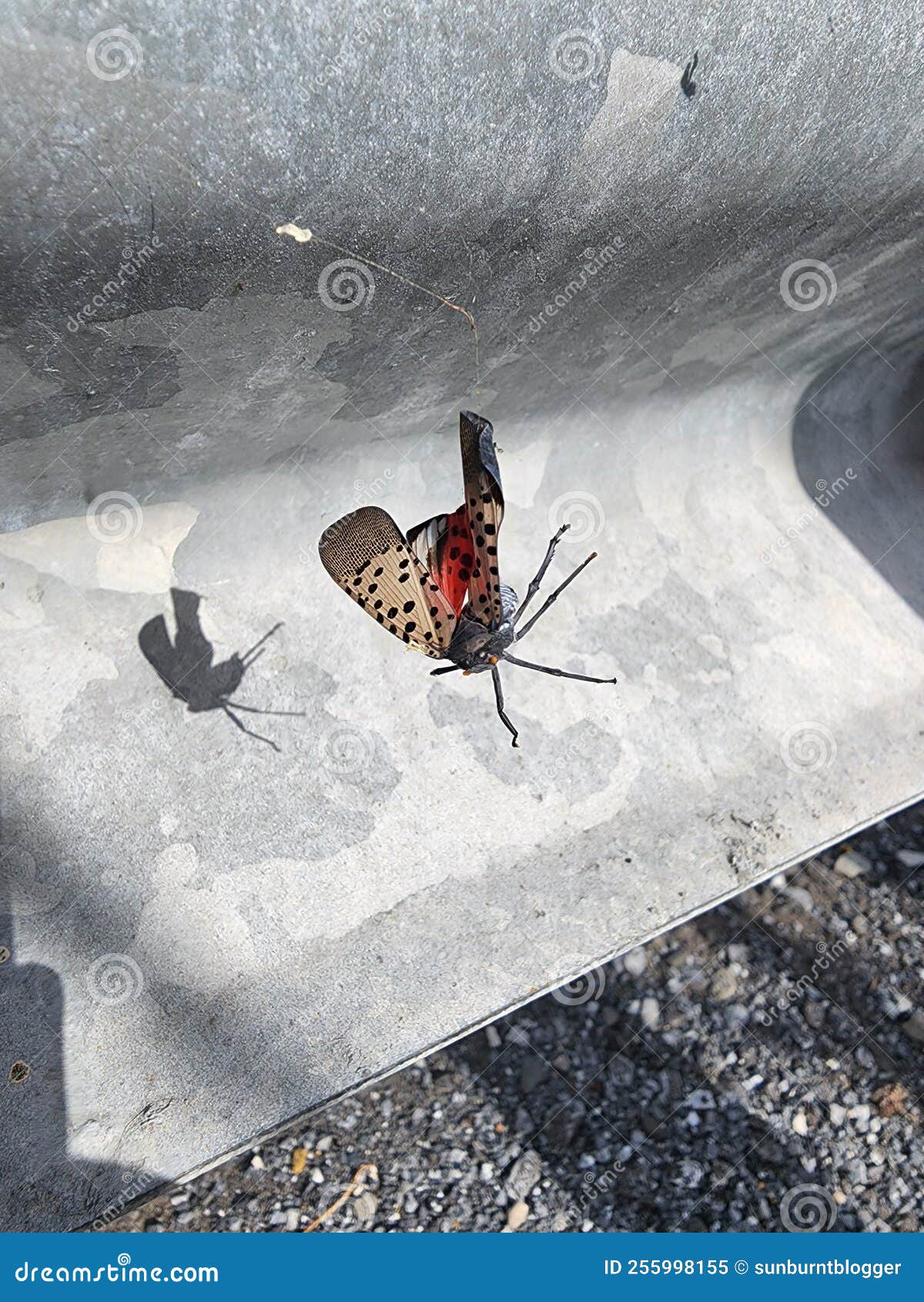 Lantern Fly Stuck in a Spiders Web, Eastern Pennsylvania 2022 Stock ...