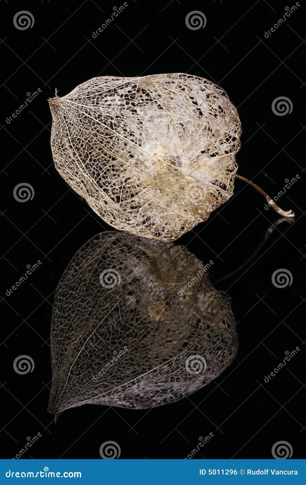 Lantern Fruit stock photo. Image of lantern, isolated - 5011296