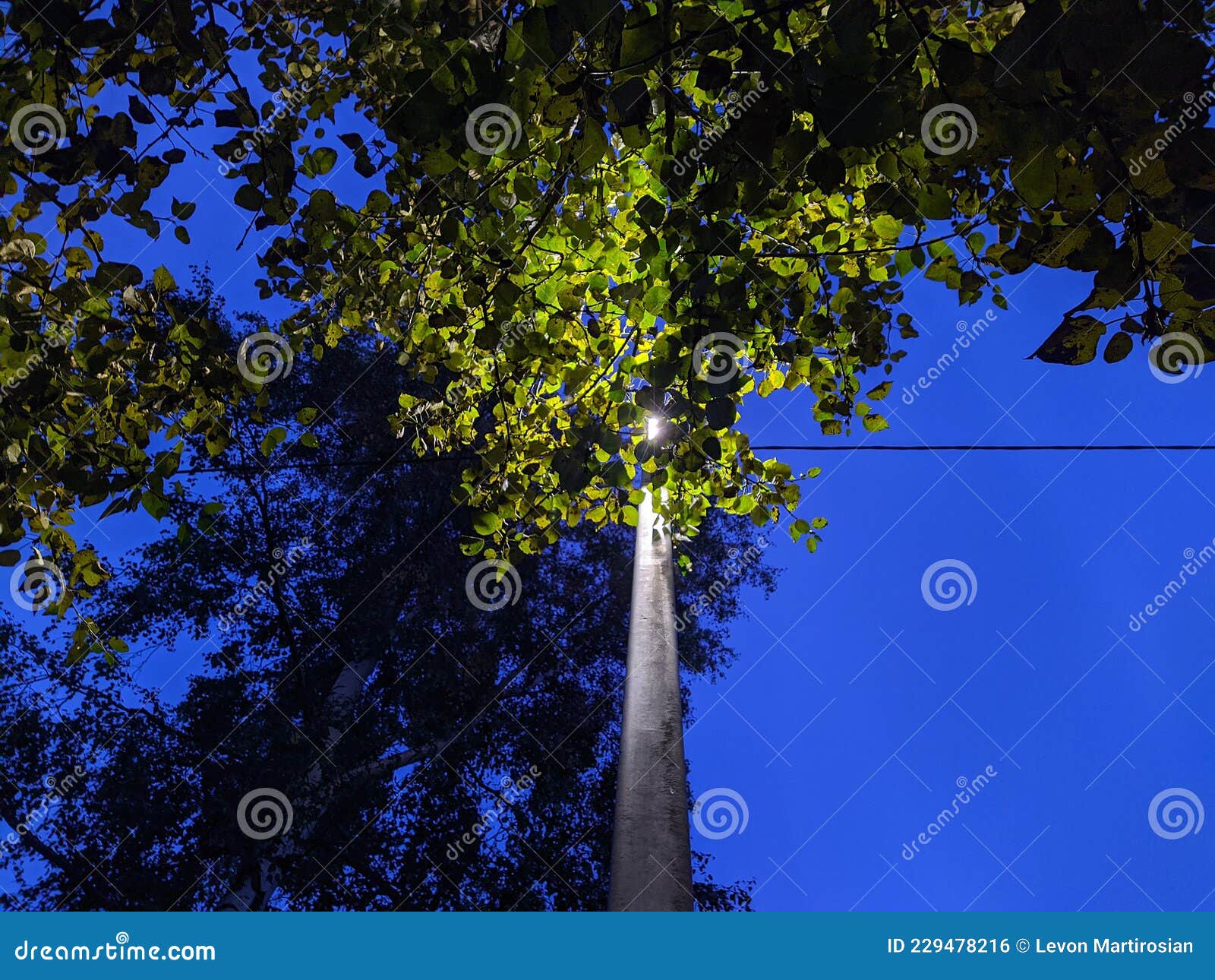 Lantern Light at Night Behind Tree Branches Against Blue Sky. Stock ...