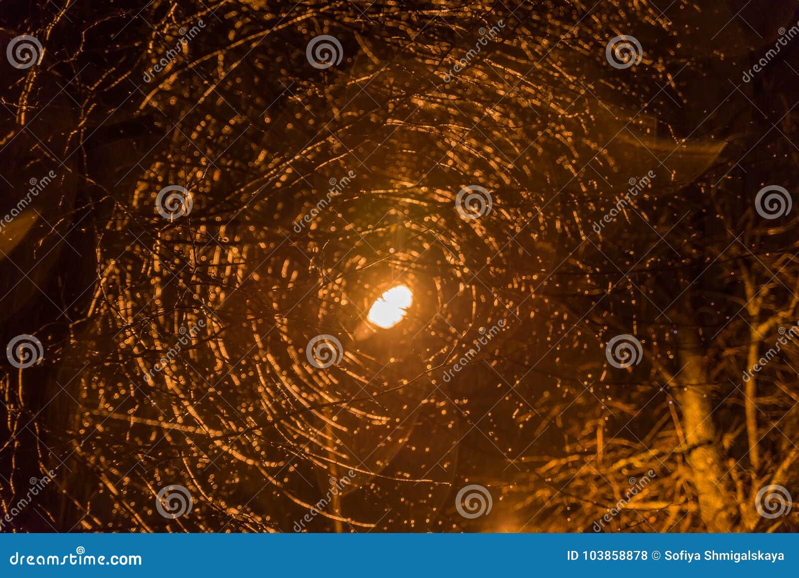 Lantern Night Lights Tree Branches Stock Photo - Image of light, branch ...
