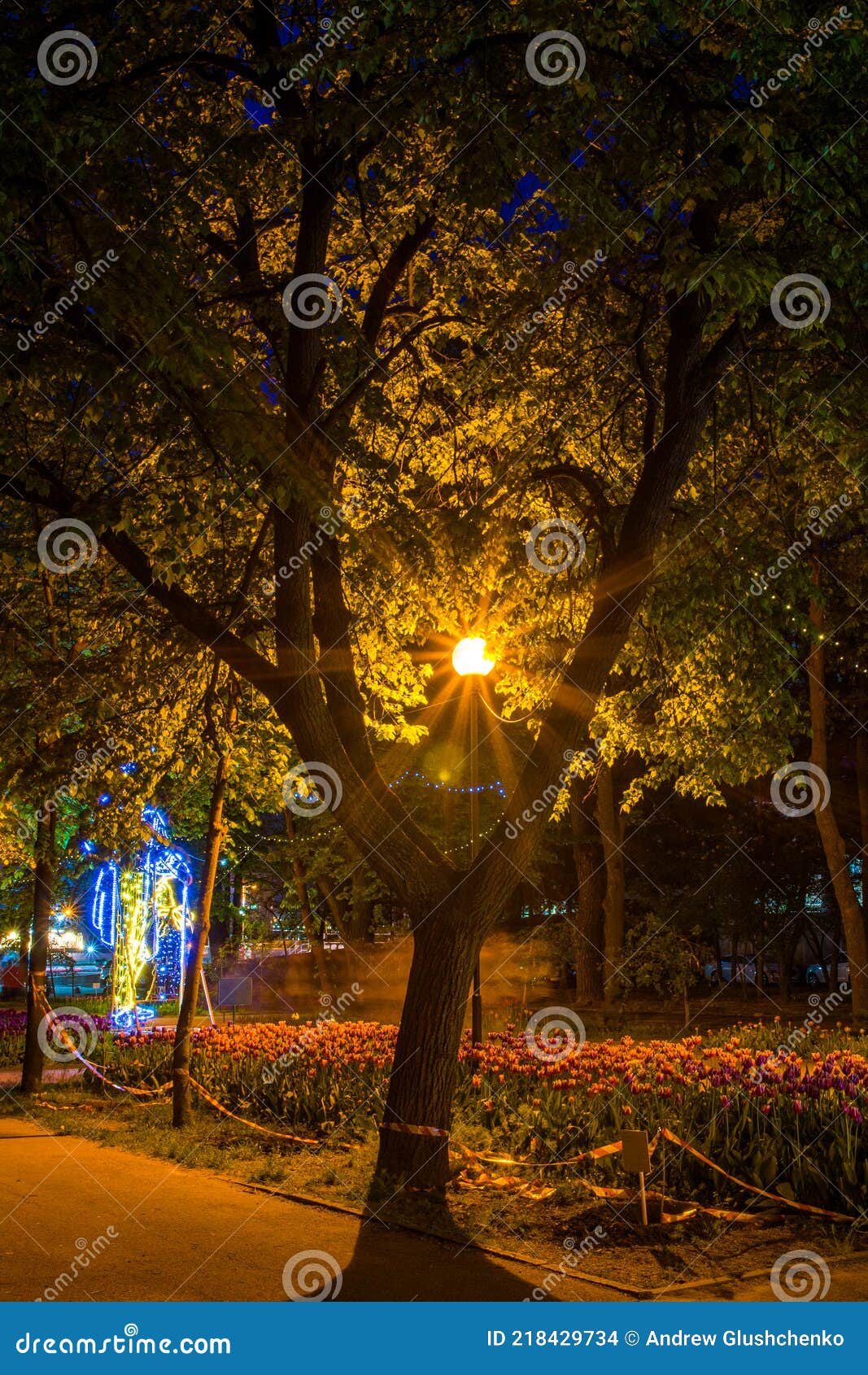 A Lantern Shines through a Tree in a Night Park. View of the Beautiful ...