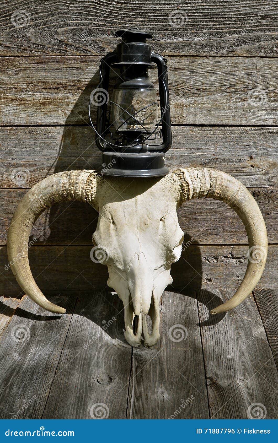 Lantern Top Beef Skull Stock Photos - Free & Royalty-Free Stock Photos ...