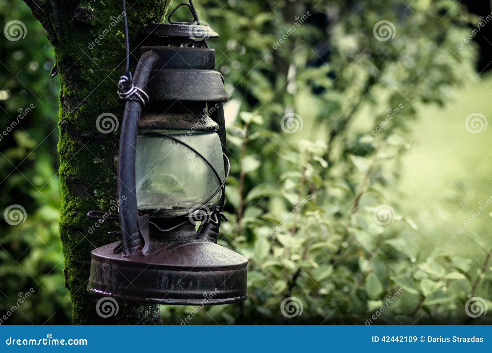 Lantern on a tree branch stock image. Image of lamp, hanging - 42442109