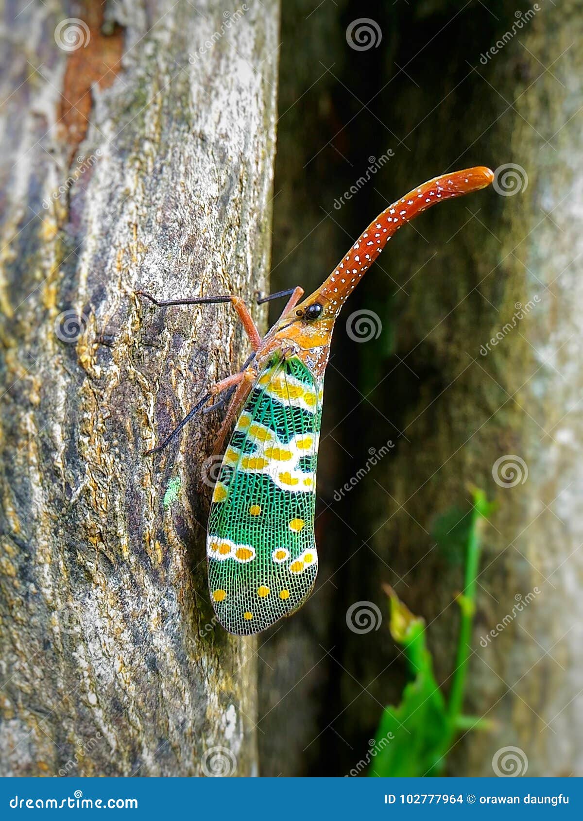 Lanternbugs & X28;Fulgoridae& X29; Stock Photo - Image of page ...
