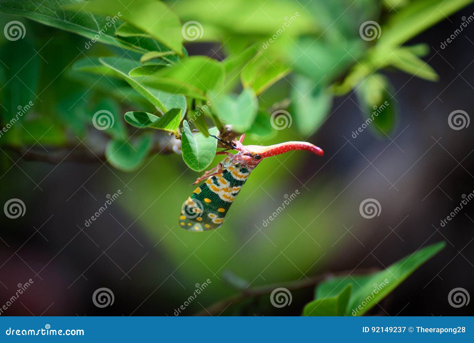 Lanternflies, FULGORID PLANTHOPPERS ,Lantern Bugs on Twig Stock Image ...
