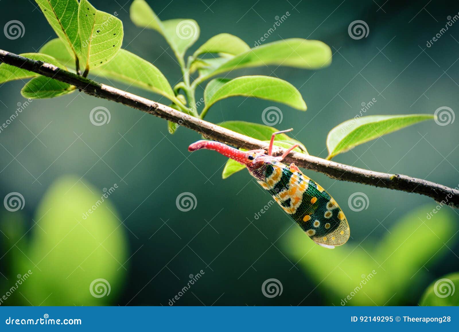 Lanternflies, FULGORID PLANTHOPPERS ,Lantern Bugs on Twig Stock Image ...