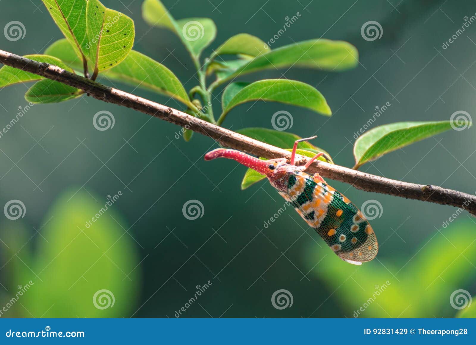 Lanternflies Lantern Bugs Fulgoridae Pyrops Candelaria On The Tree ...