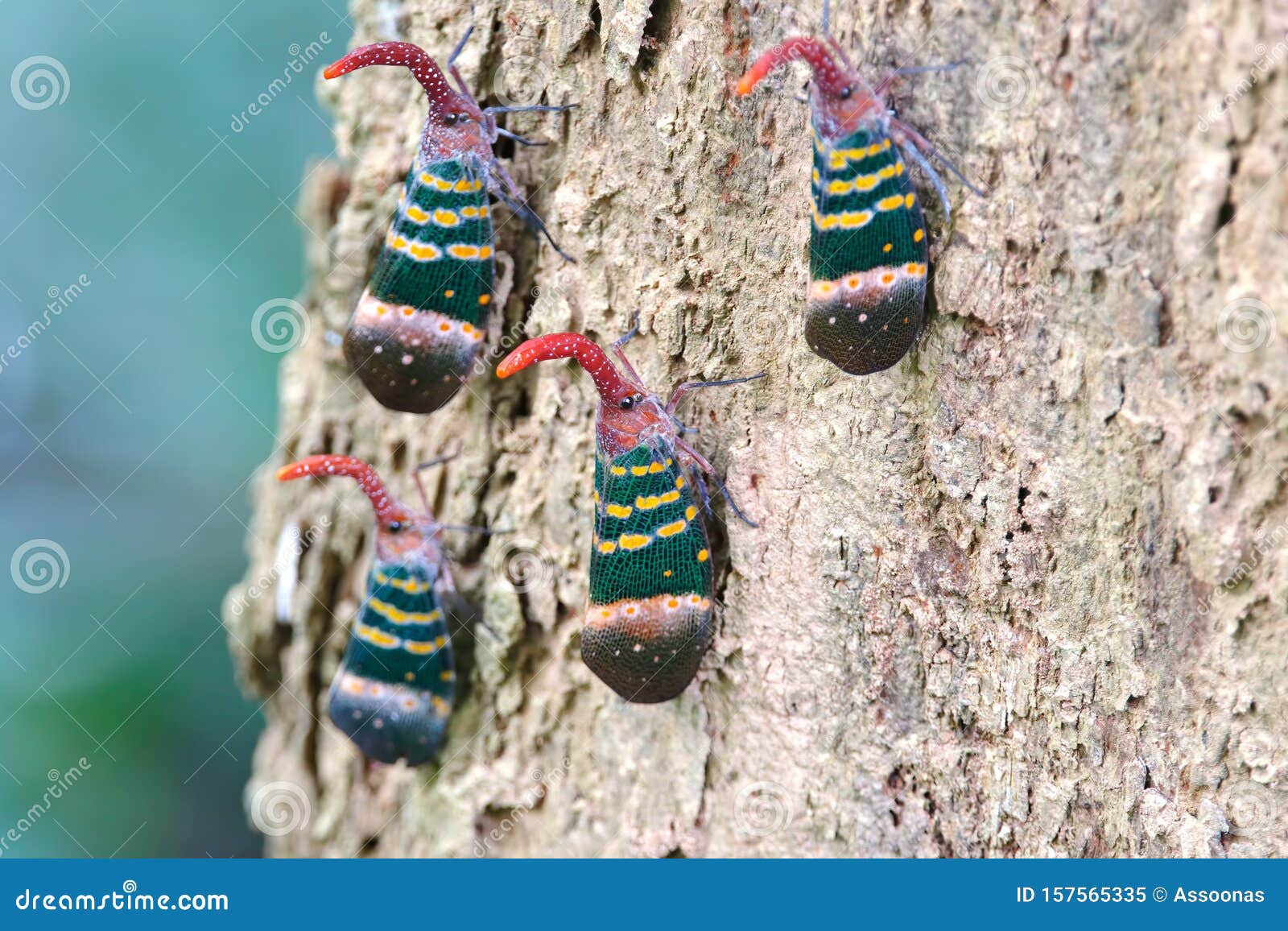 Lanternflies Lantern Bugs Fulgoridae Pyrops Candelaria on the Tree ...