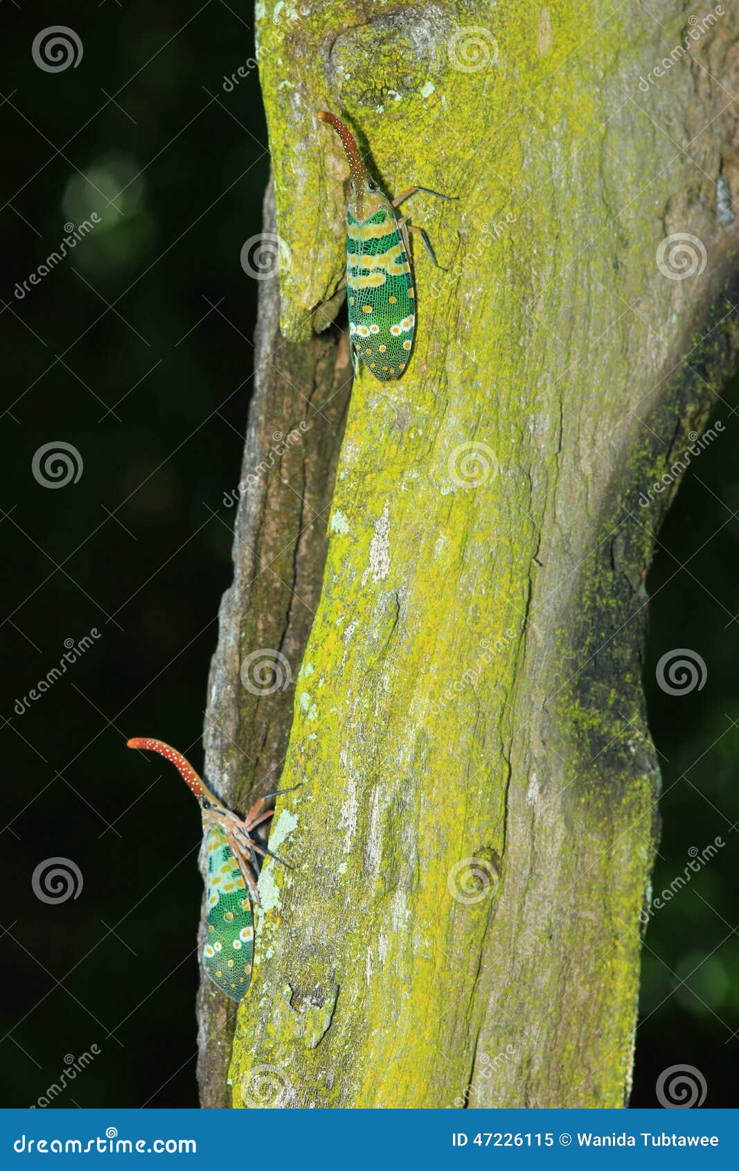 Lanternflies Lantern Bugs Fulgoridae Pyrops Candelaria On The Tree ...