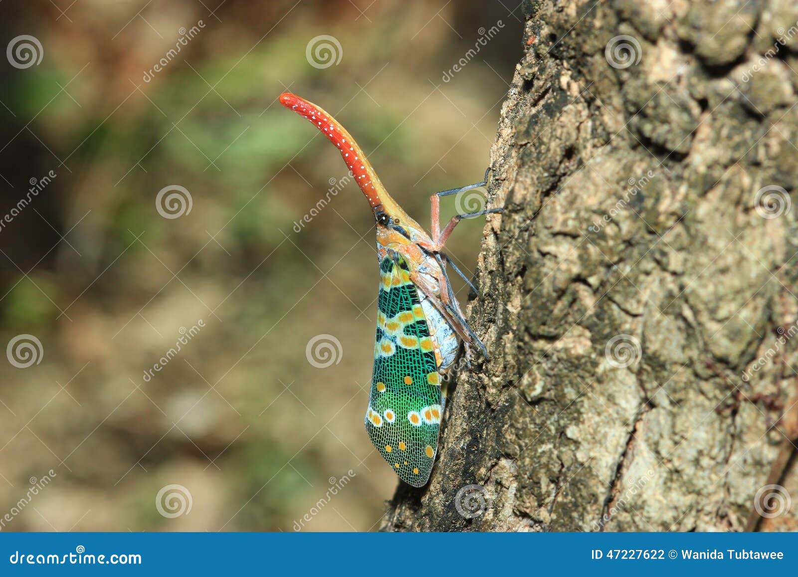 Lanternflies Lantern Bugs Fulgoridae Pyrops Candelaria On The Tree ...