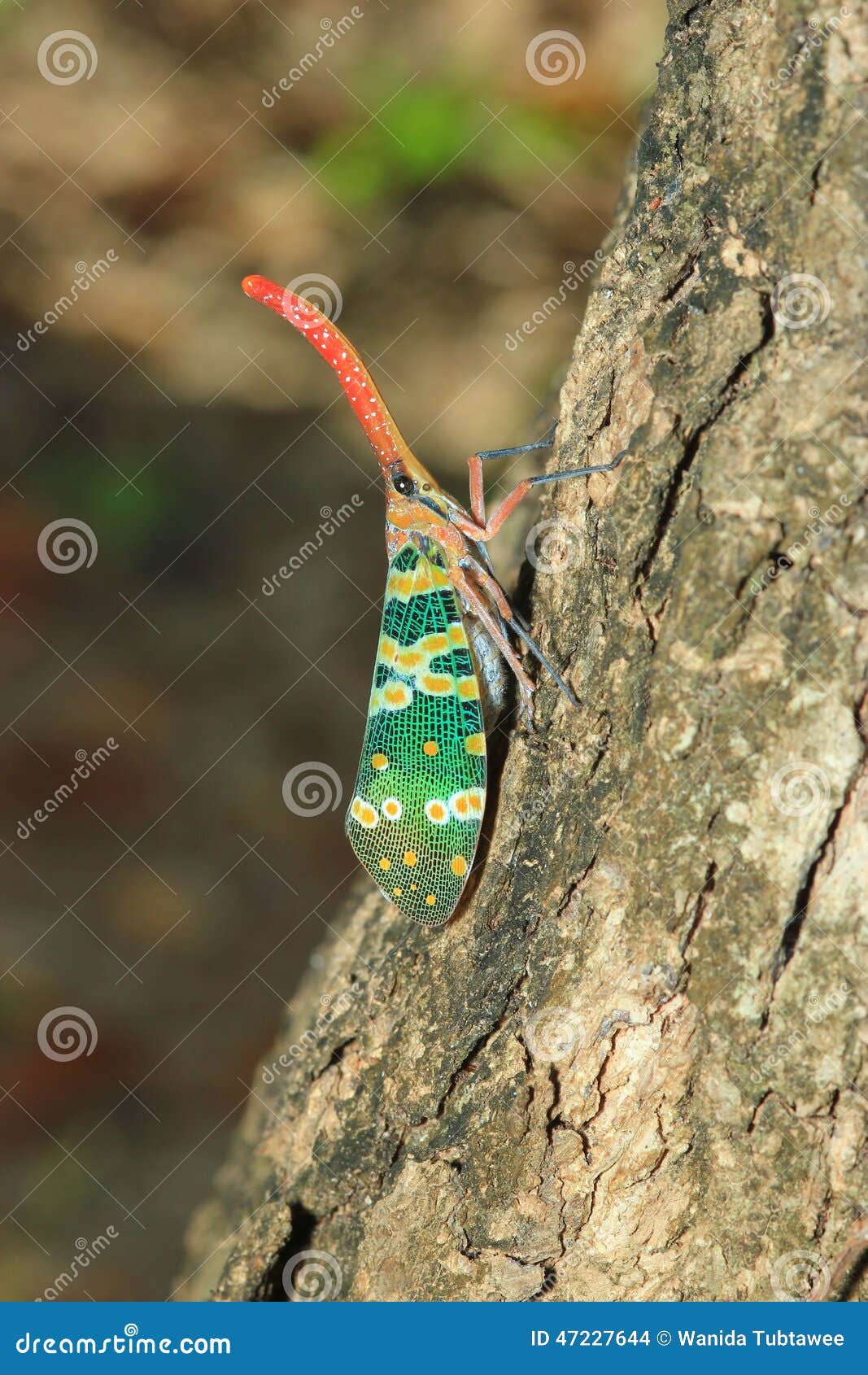Lanternflies Lantern Bugs Fulgoridae Pyrops Candelaria On The Tree ...