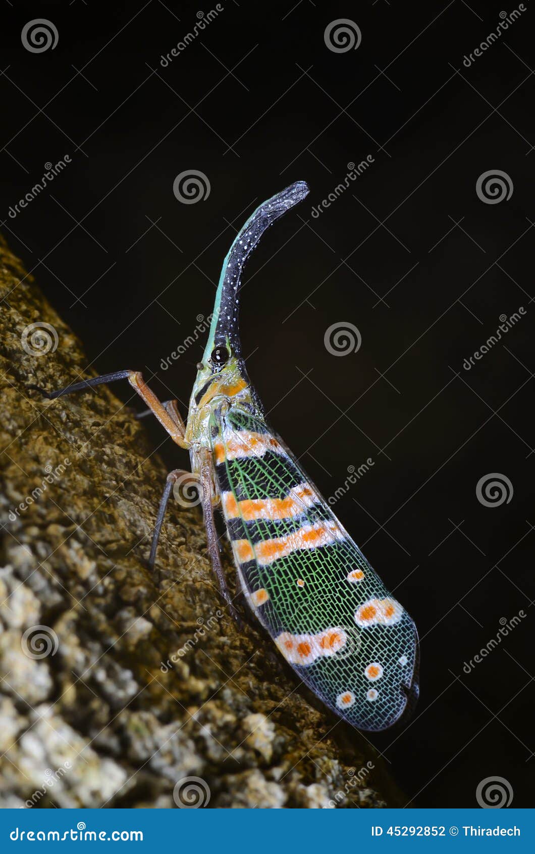 Lanternflies stock photo. Image of fulgoridae, ecology - 45292852