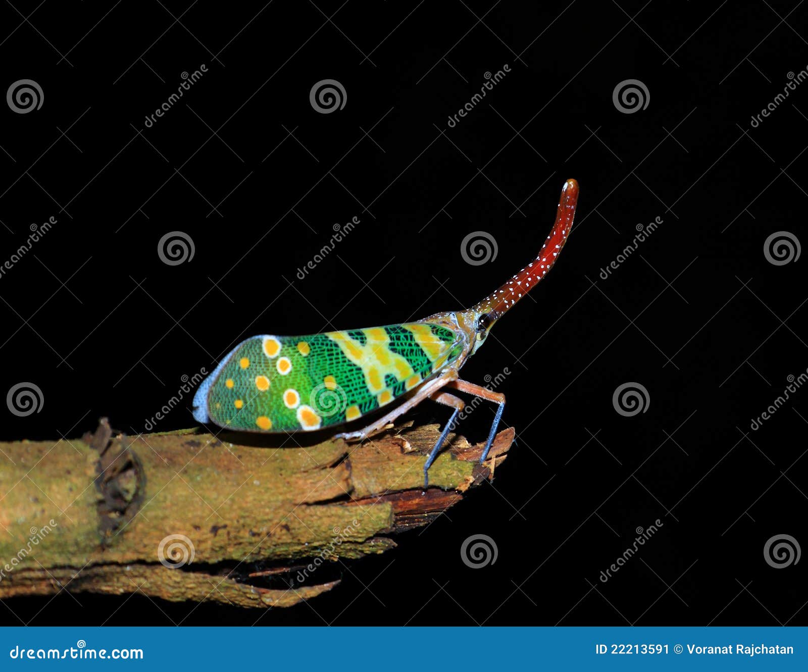 Lanternfly Colorful Insect ,Asian Thailand Stock Image - Image of ...