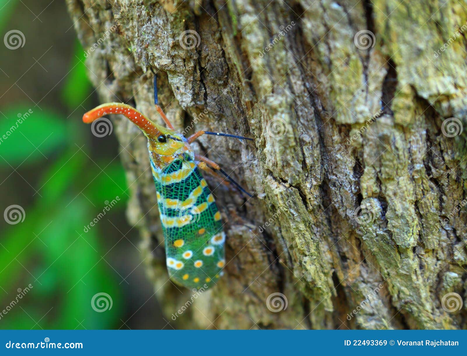 Lanternfly Colorful Insect ,Asian Thailand Stock Image - Image of close ...