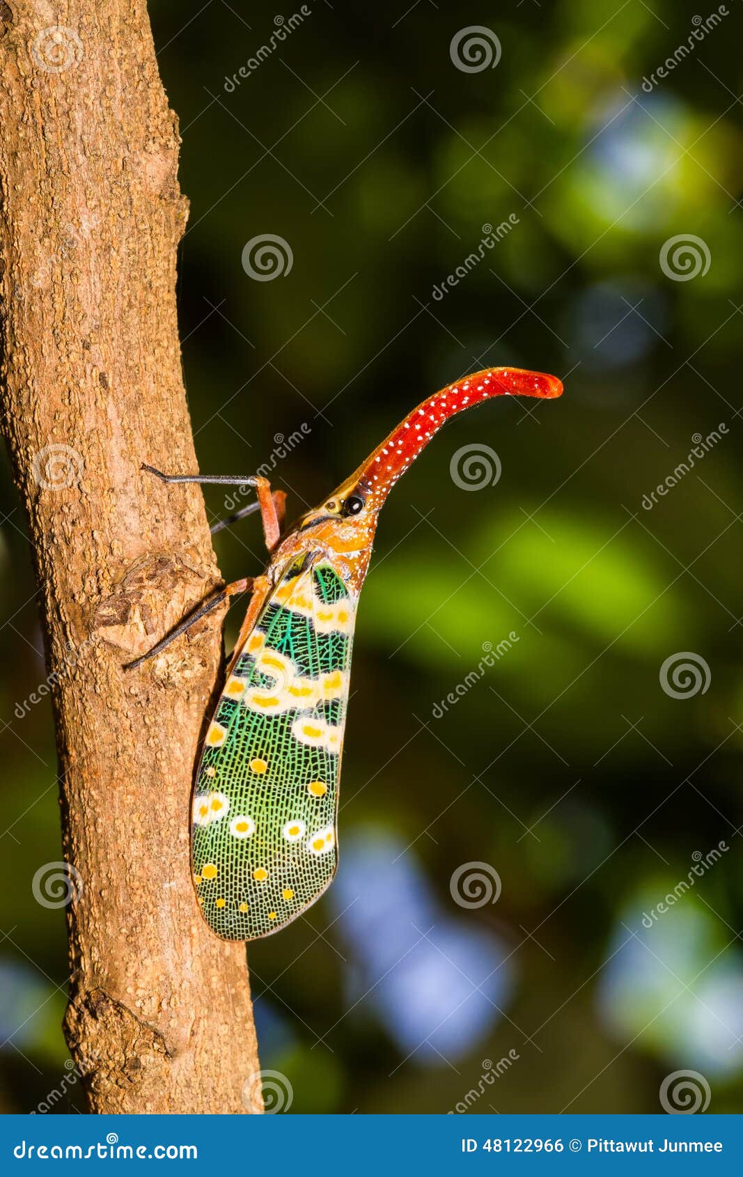 Lanternfly, Het Insect Op Boom in Tropische Bossen Stock Foto - Image ...