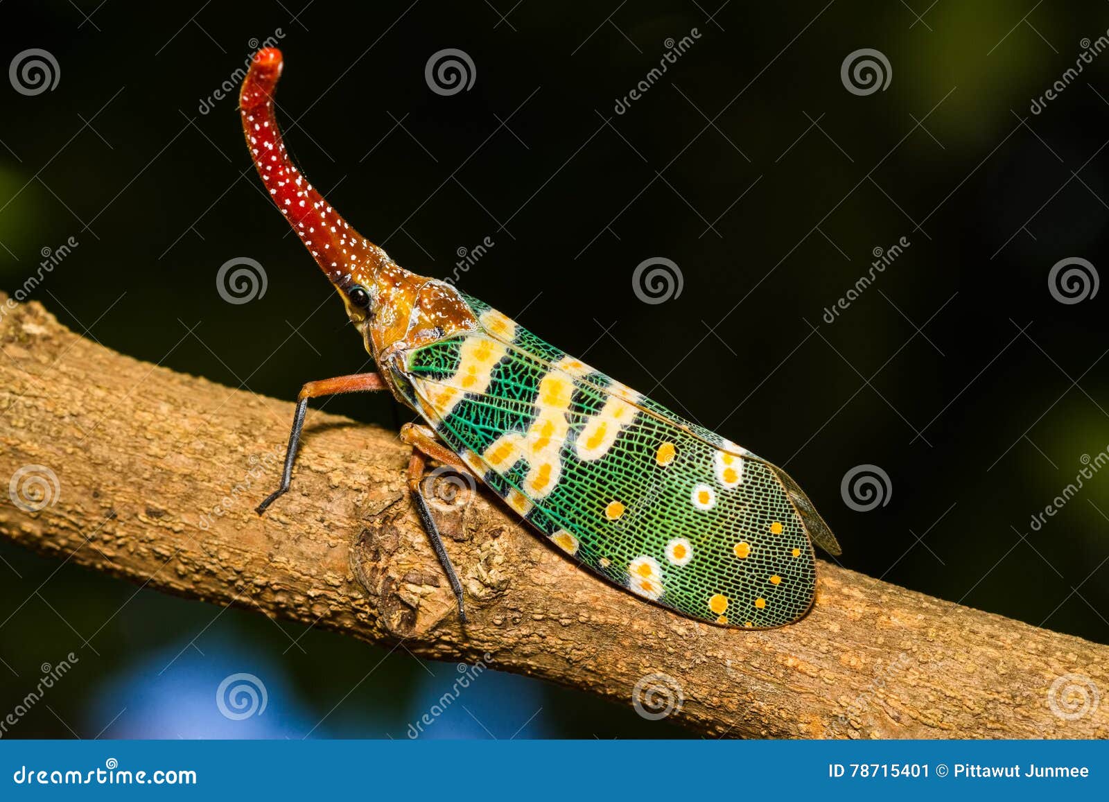 Lanternfly, Het Insect Op Boom in Tropische Bossen Stock Afbeelding ...