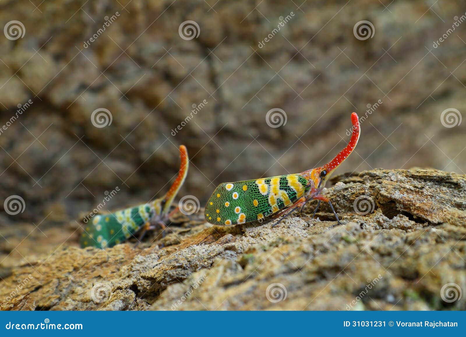 Lanternfly insect stock image. Image of natural, wings - 31031231