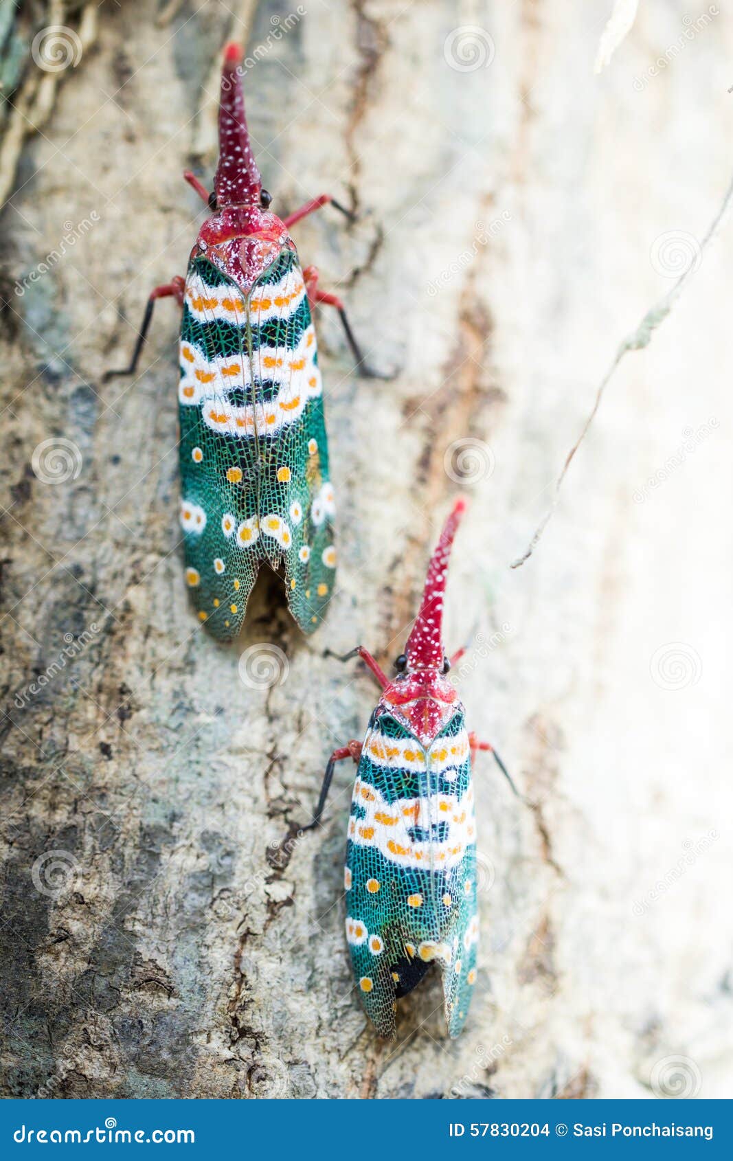 Lanternfly, the Insect on Tree Stock Photo - Image of forest ...