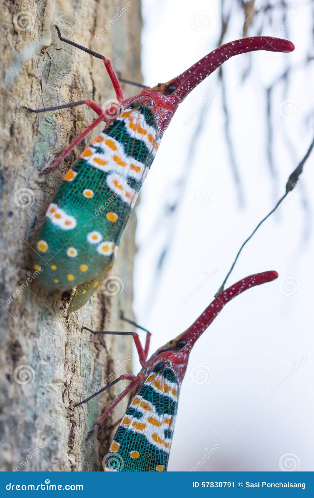 Lanternfly, the Insect on Tree Stock Image - Image of lanternfly ...