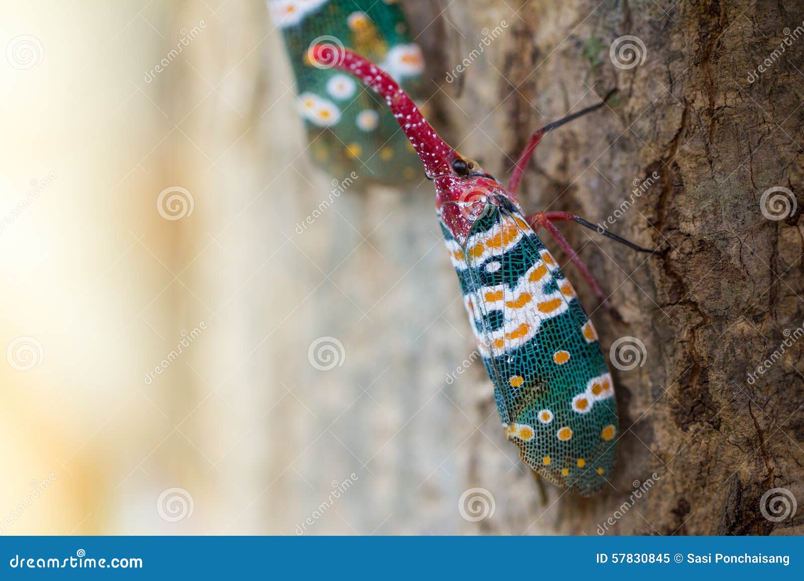 Lanternfly, The Insect On Tree Stock Image | CartoonDealer.com #57830845
