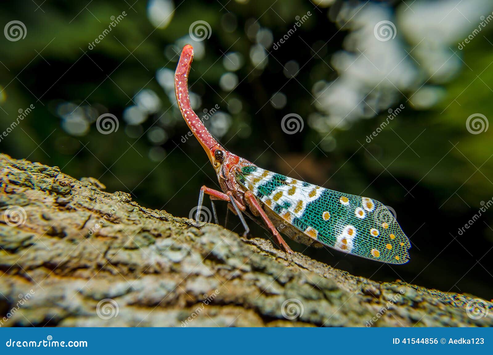 Insect : Fulgorid Bug, Planthopper, Lanternflies, Pyrops Candelaria ...
