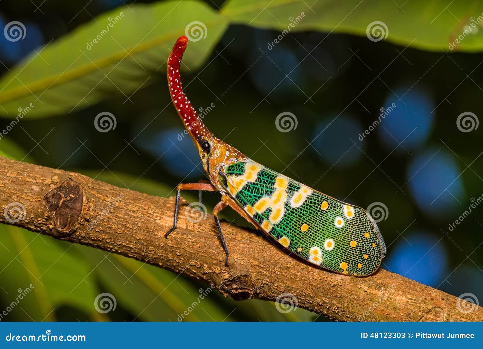 Lanternfly, The Insect On Tree Stock Image | CartoonDealer.com #57830845