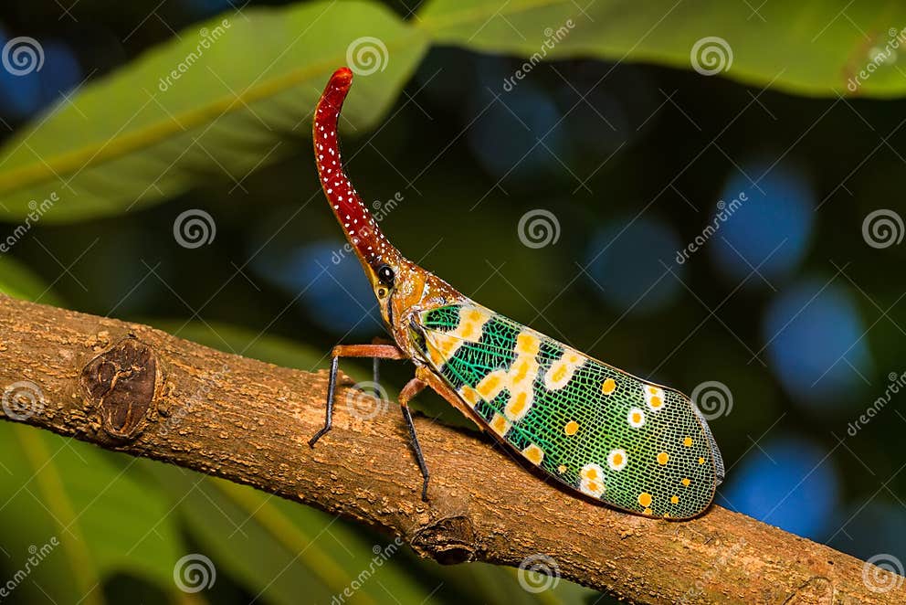 Lanternfly, the Insect on Tree in Tropical Forests Stock Image - Image ...